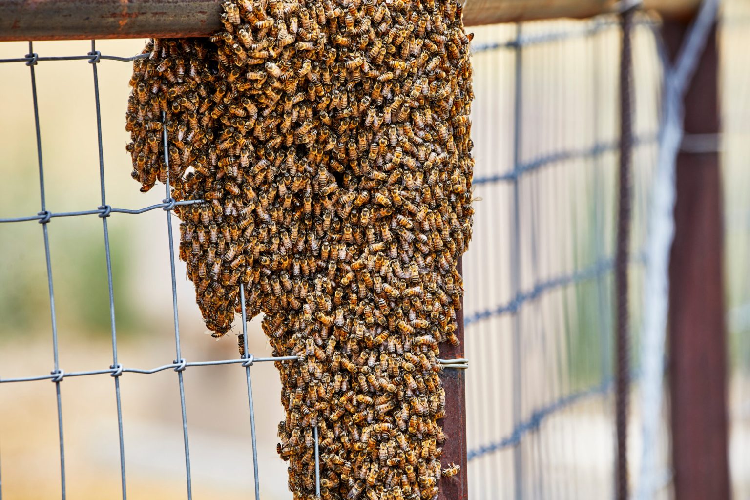 The Rise of Africanized Bees | Phoenix Pest & Termite Control